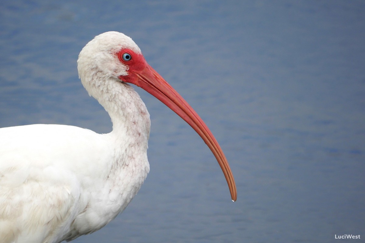 Photos of Florida Gulf Coast Birds - Luci Westphal