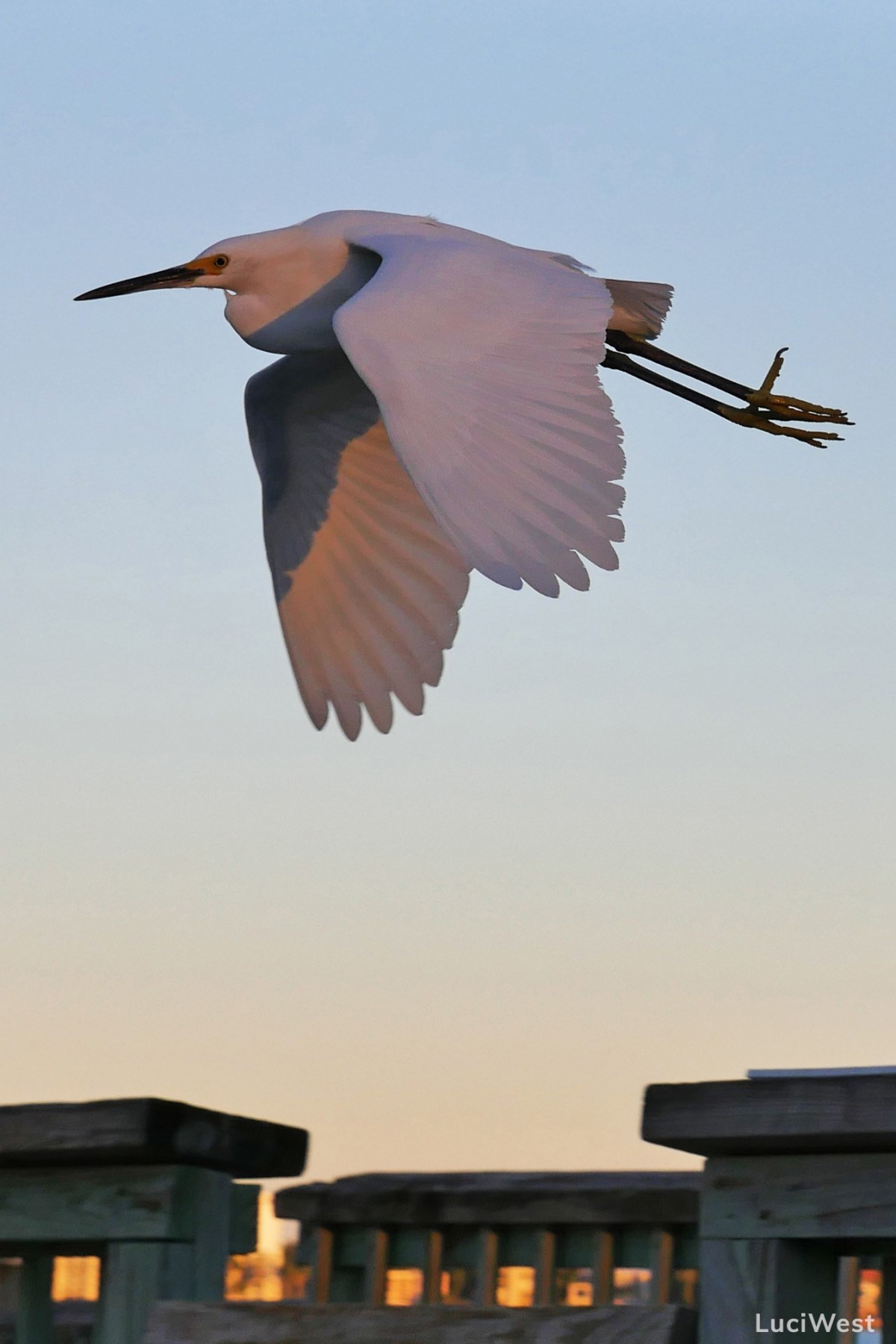 Photos of Florida Gulf Coast Birds - Luci Westphal