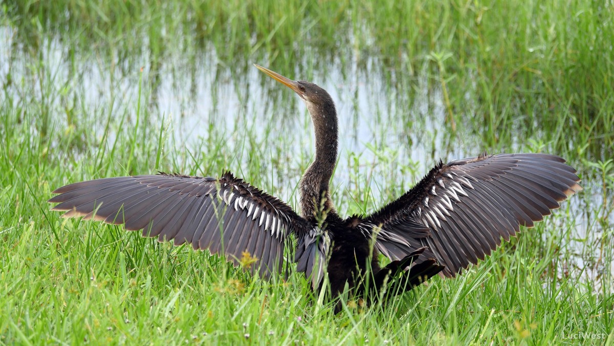Photos of Florida Gulf Coast Birds - Luci Westphal