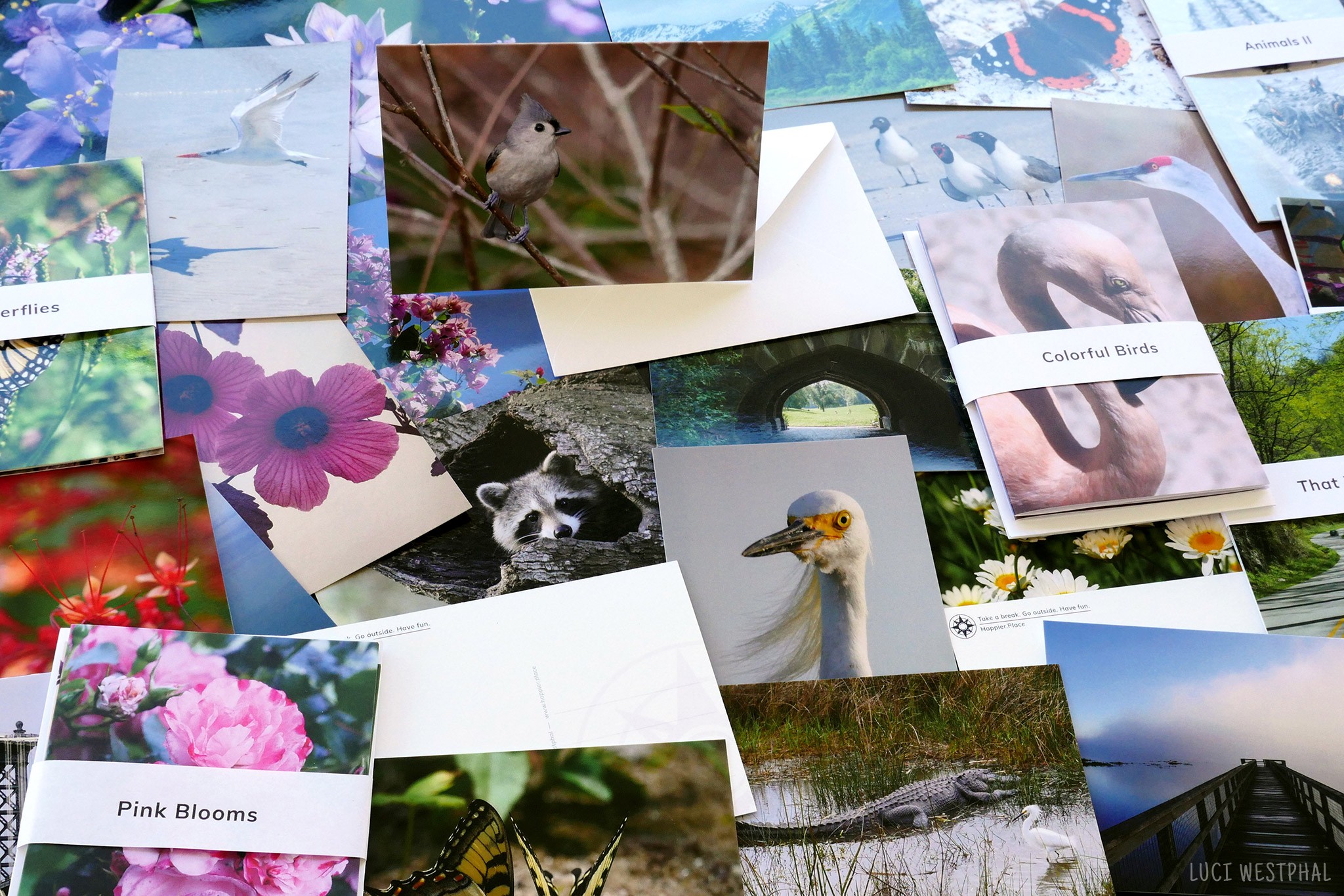Shiny New Nature Photo Postcards + Satiny Folded Greeting Cards