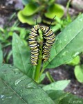 Monarch Butterfly Life Cycle Stages Photos and Videos