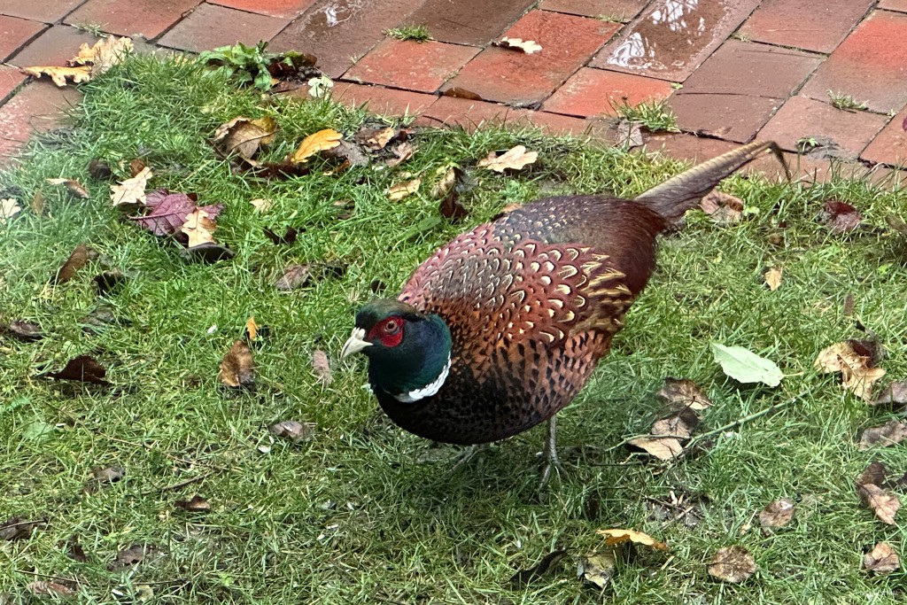 Birds at the Bird Feeder in Germany During The Winter - Luci Westphal