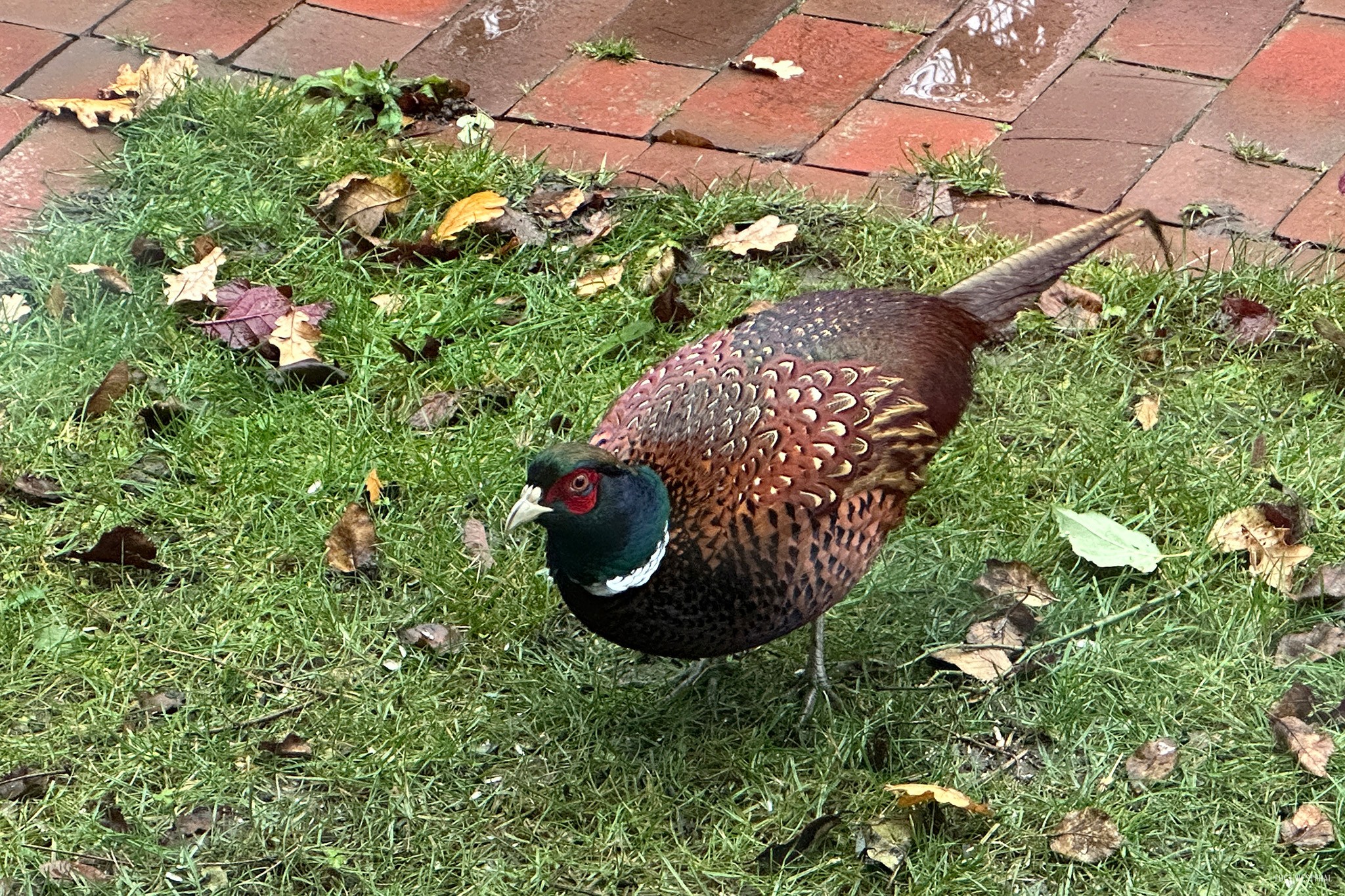 Birds at the Bird Feeder in Germany During The Winter - Luci Westphal