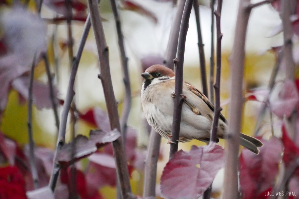 Birds at the Bird Feeder in Germany During The Winter - Luci Westphal