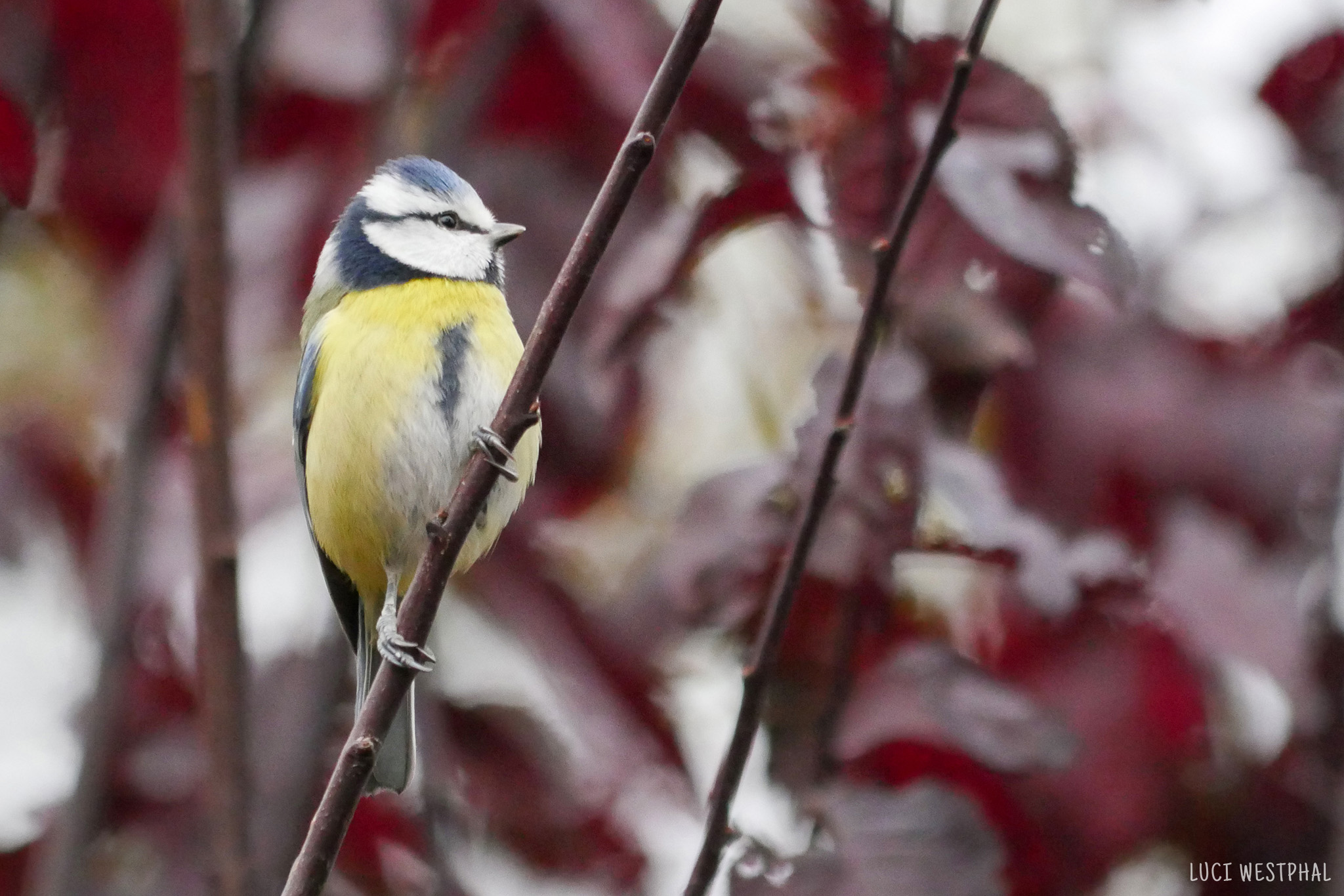 Birds at the Bird Feeder in Germany During The Winter - Luci Westphal