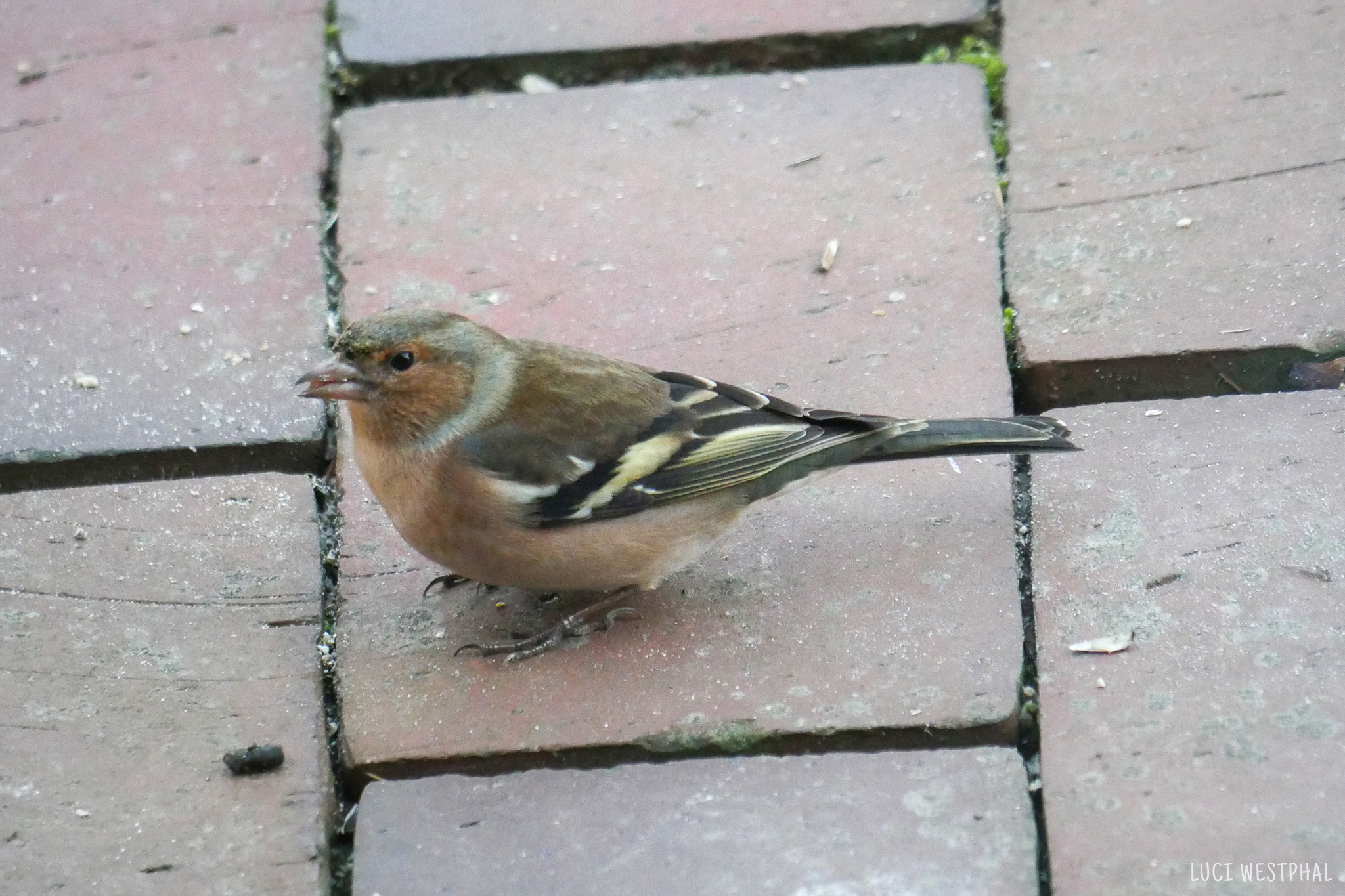 Birds at the Bird Feeder in Germany During The Winter - Luci Westphal