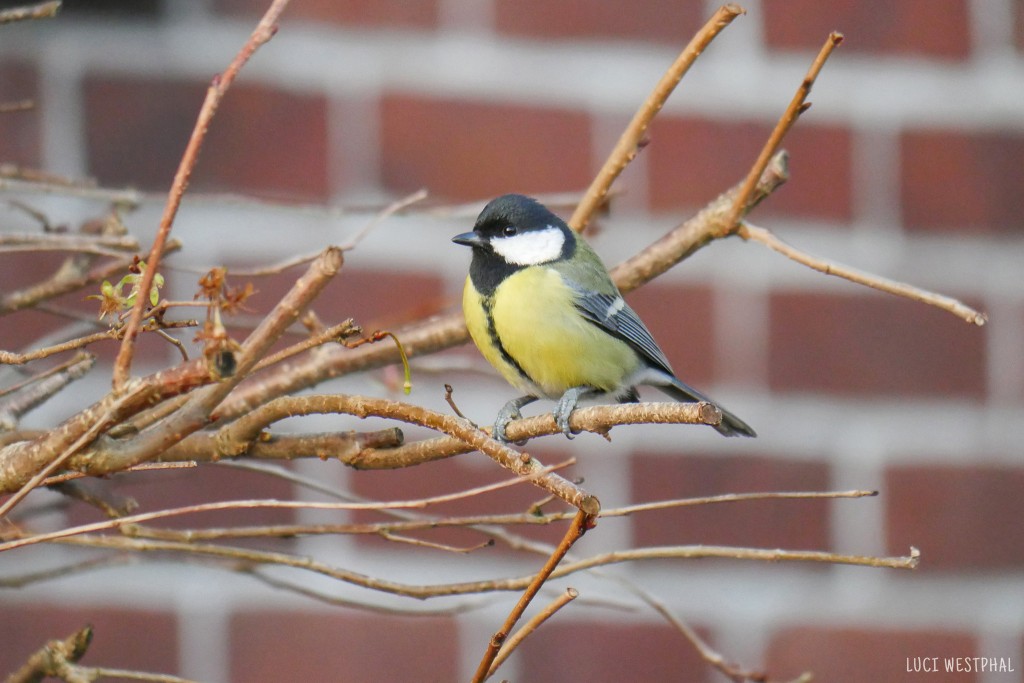 Birds at the Bird Feeder in Germany During The Winter - Luci Westphal