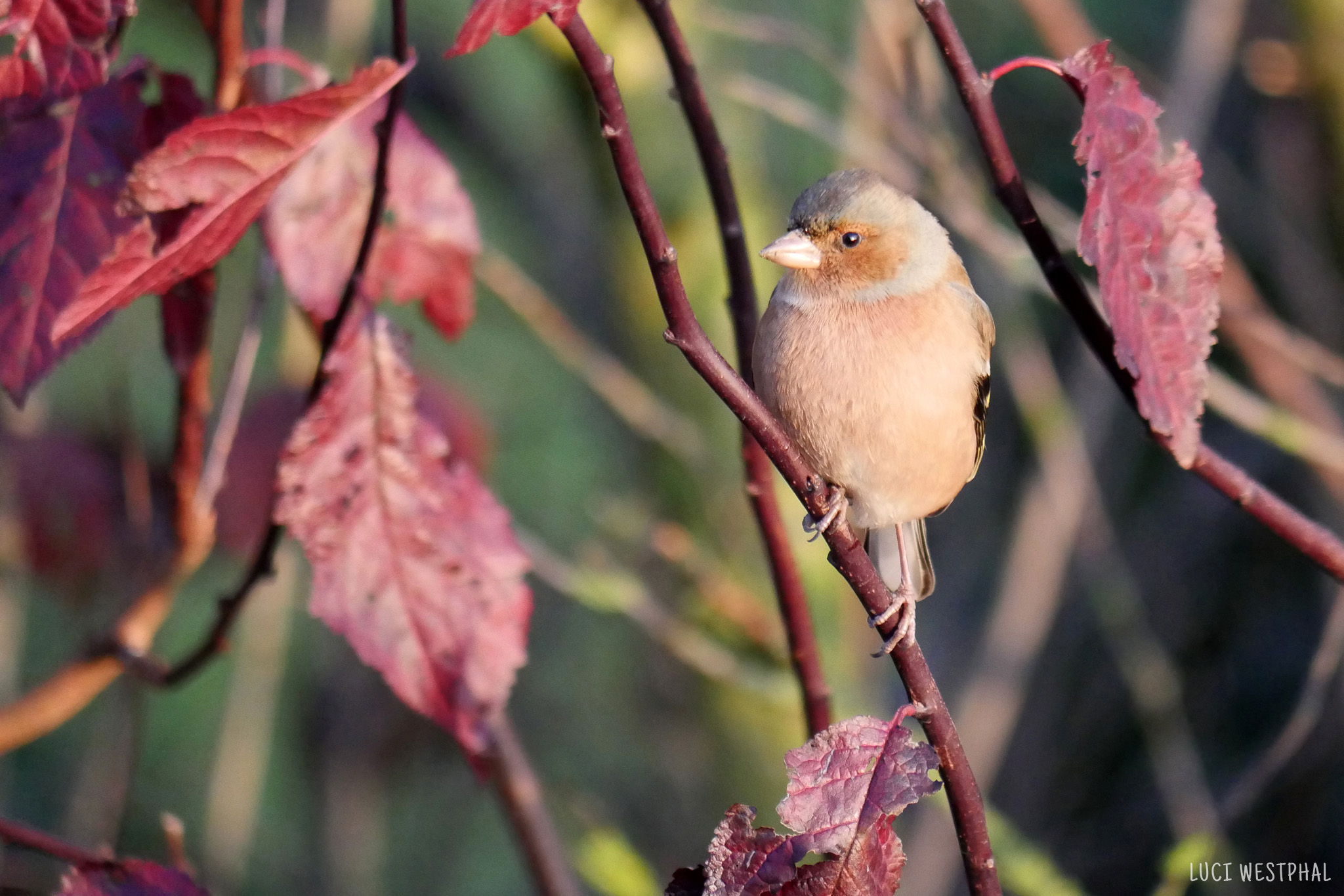 Birds at the Bird Feeder in Germany During The Winter - Luci Westphal