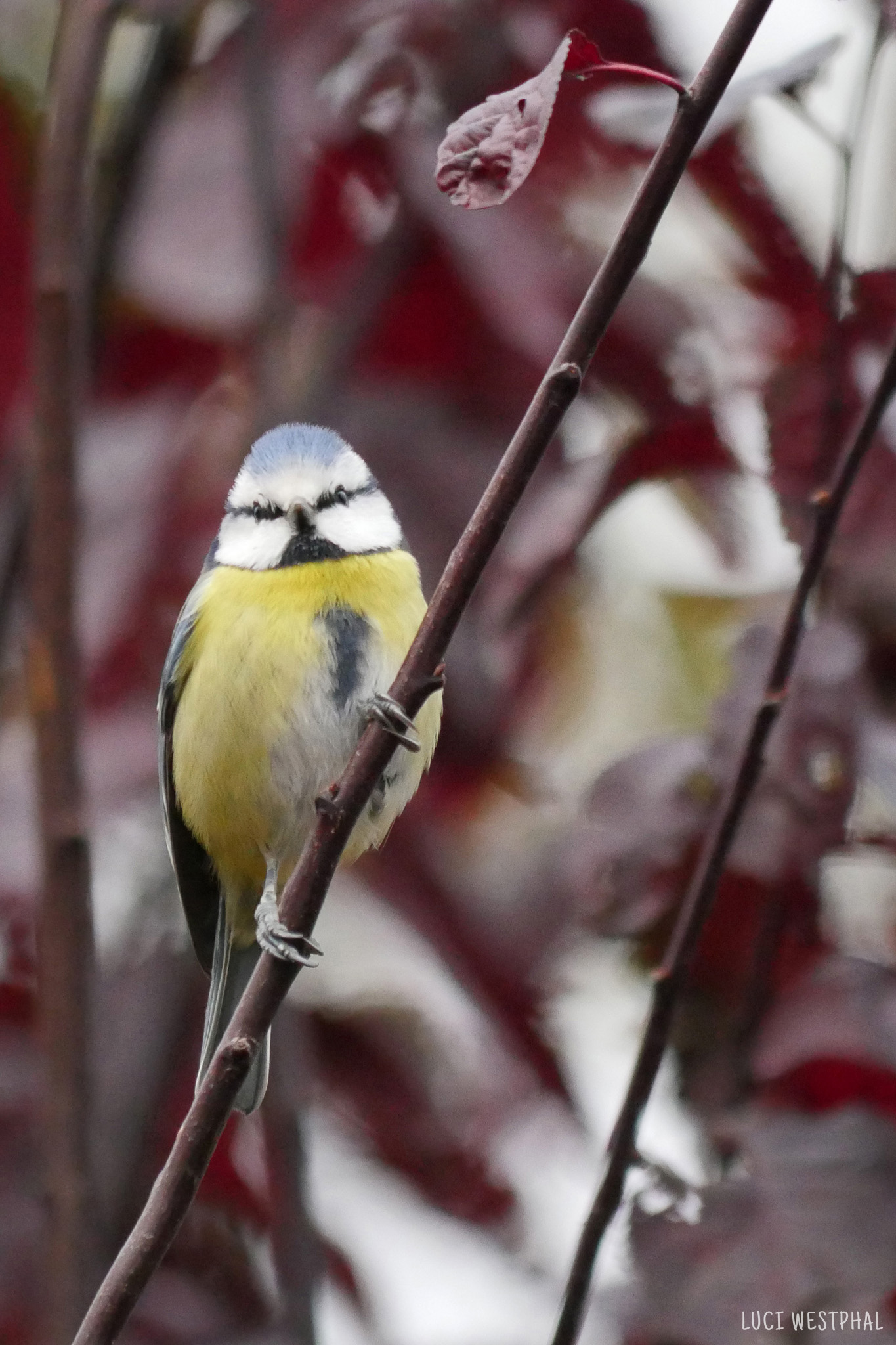 Birds at the Bird Feeder in Germany During The Winter - Luci Westphal