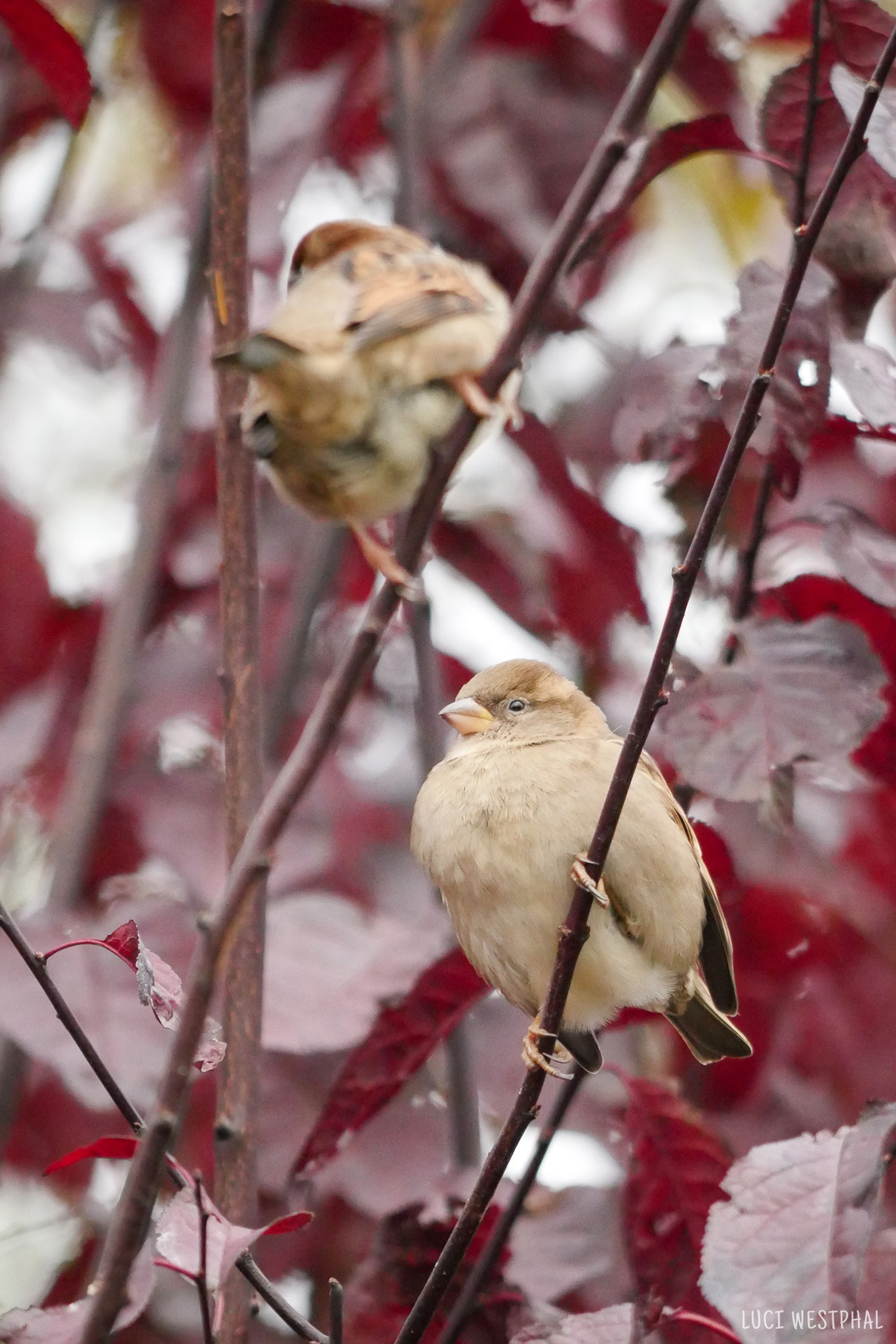 Birds at the Bird Feeder in Germany During The Winter - Luci Westphal