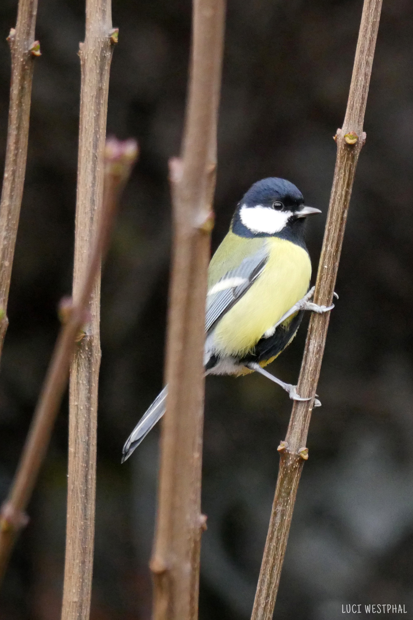 Birds at the Bird Feeder in Germany During The Winter - Luci Westphal